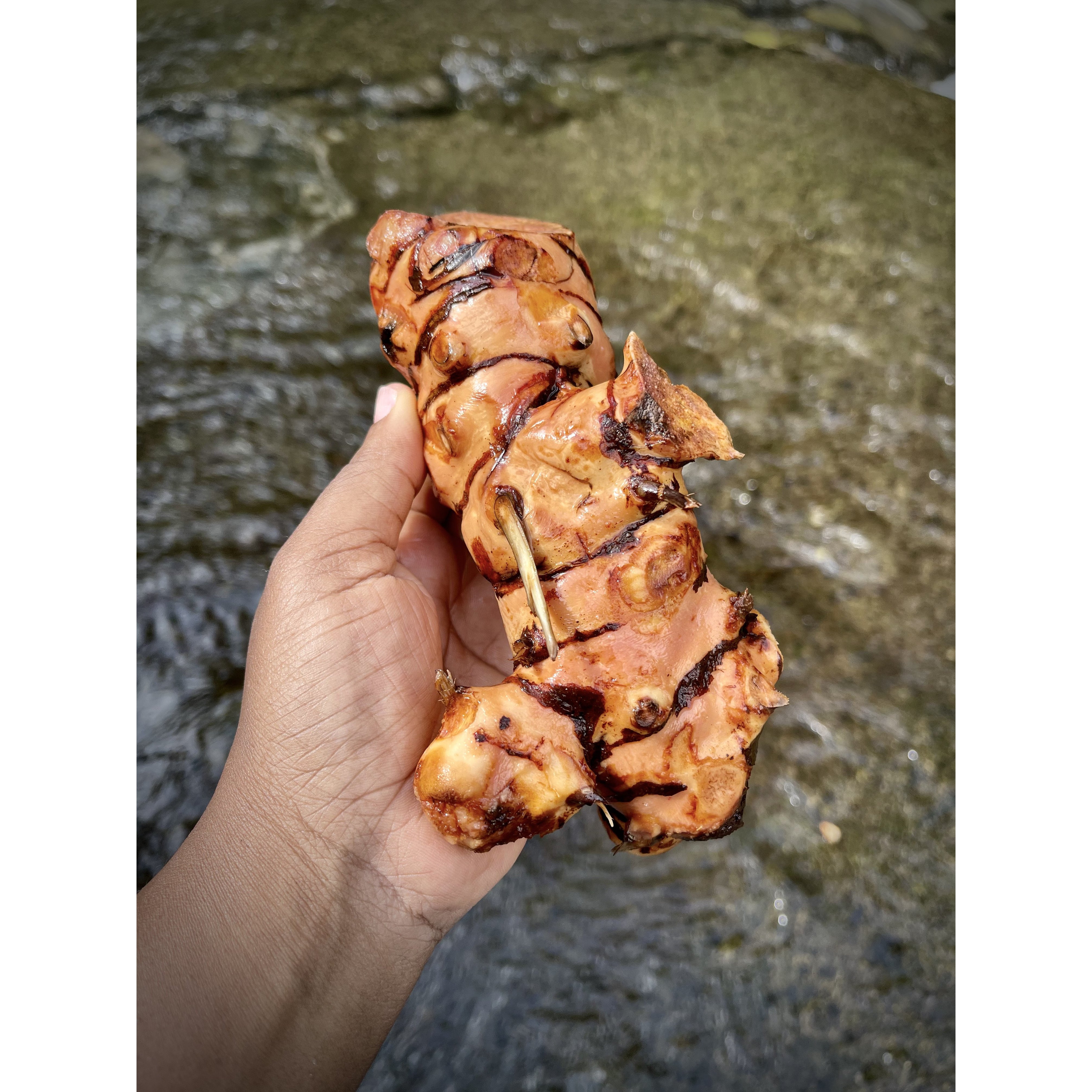 Jamaican Chaney Root, Cocolmeca – Jahno Herbs